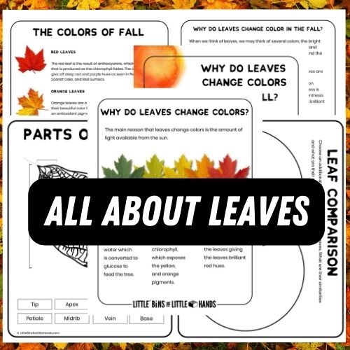 Fall STEM Pack (non-pumpkin, non-apple) – Little Bins for Little Hands