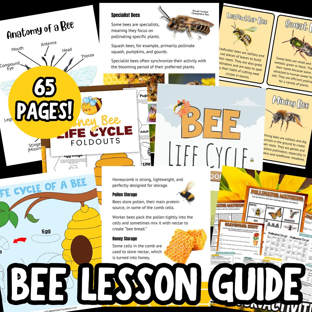 Bee Life Cycle Project Pack – Little Bins for Little Hands