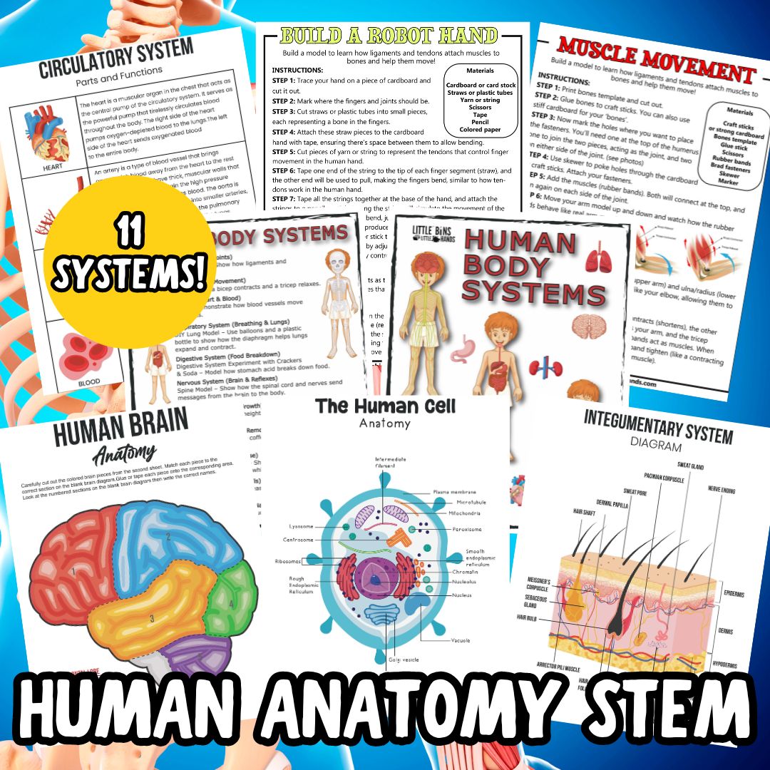 Human Anatomy Activities and Printable Pack for Kids – Little Bins for ...