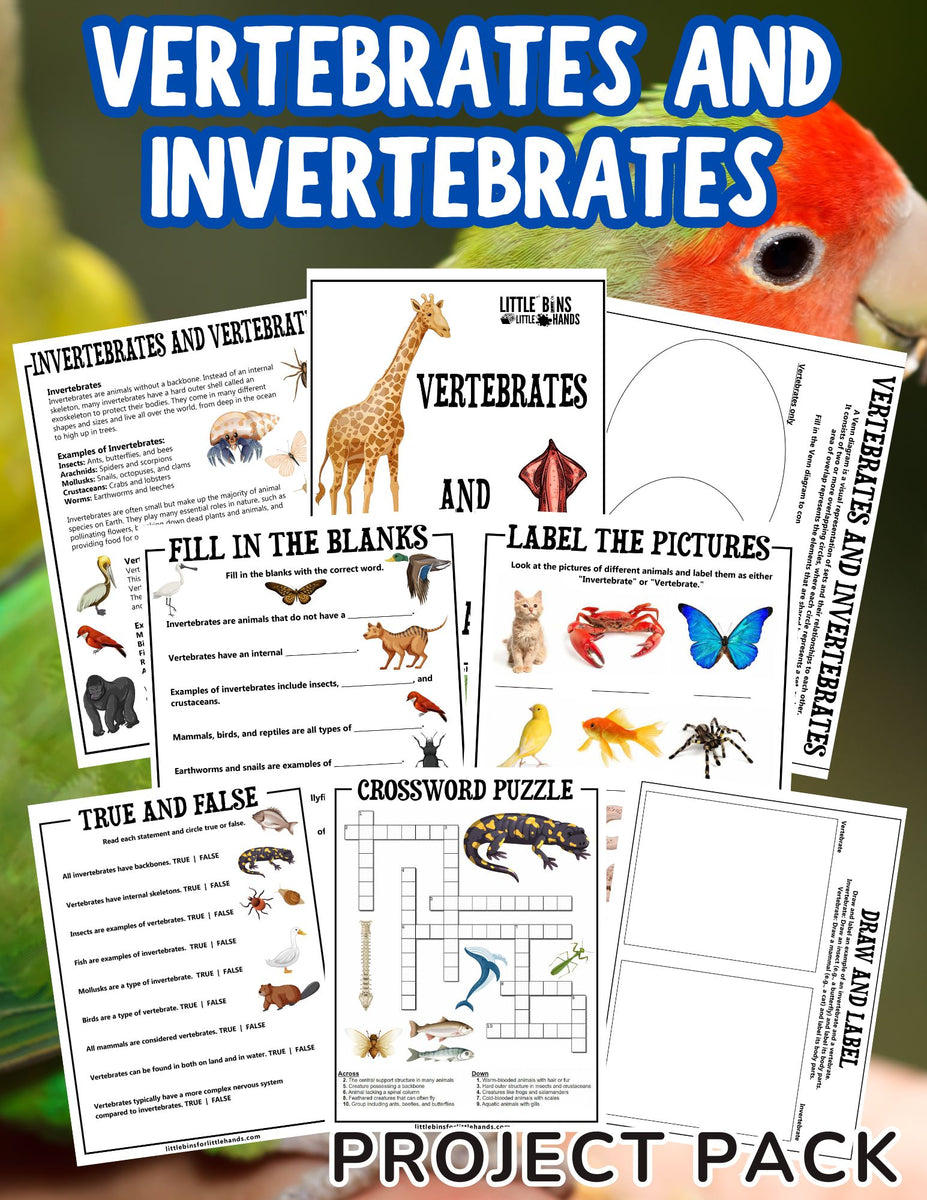 Animal Classification Activity Pack – Little Bins for Little Hands