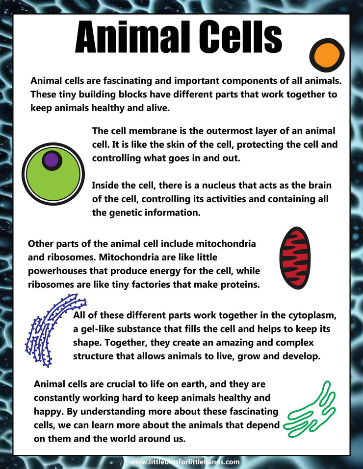 Animal and Plant Cells STEAM Activity Pack – Little Bins for Little Hands